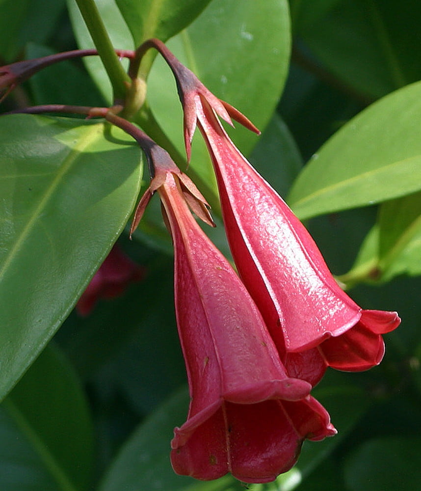 Red Bell Flower - Tree Lily - Portlandia coccinea - Indoors or Out - 4 ...