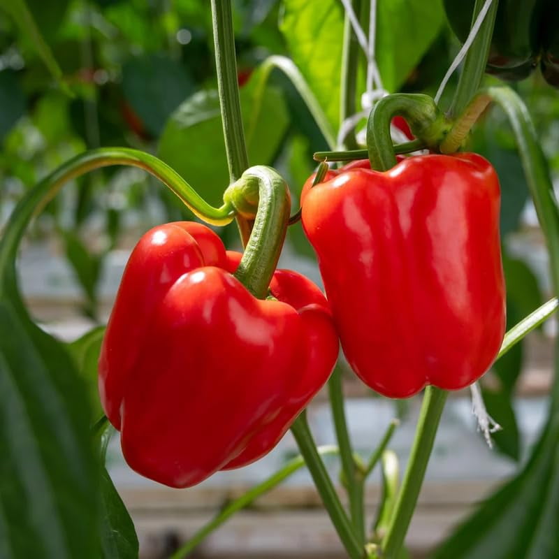 Red Bell Pepper Live Plants, 4-6" Tall Sweet Pepper Plants in 4 Inch ...