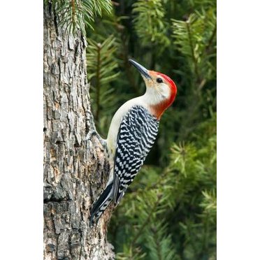 Acropolis and Parthenon, Athens, Unframed Photographic Print Wall Art ...