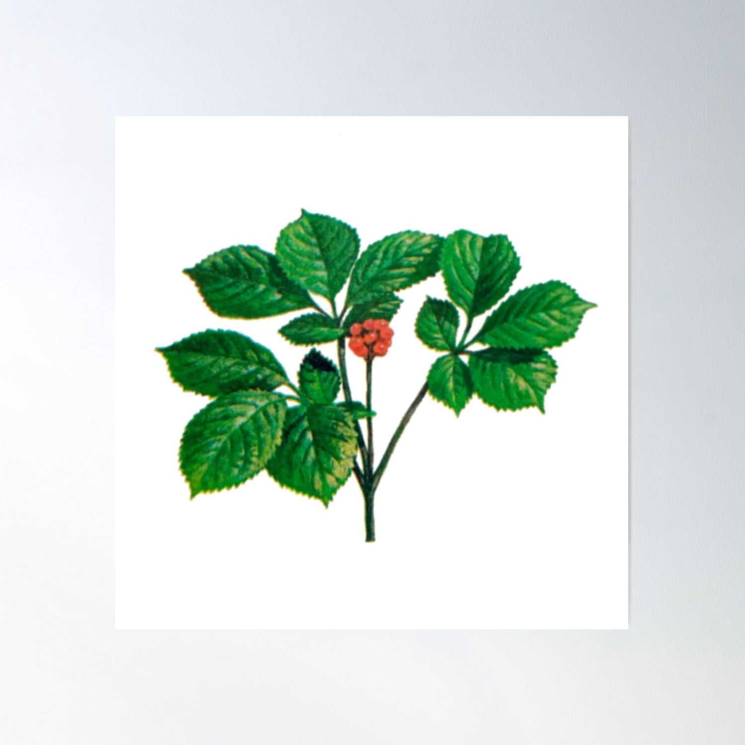 Red Berries Poster Wall Art, Modern Wall Decor, 30x30 UNFRAMED ...