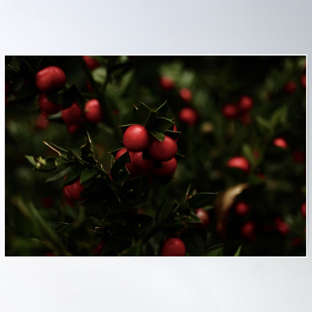 Red Berry Leaves Photograph. Poster Wall Art, Modern Wall Decor For ...