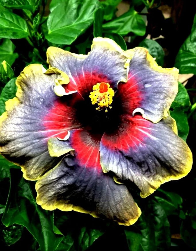 Red Black Yellow Hibiscus Start Live Plant 5-7" Tall Seedling Plant Red ...