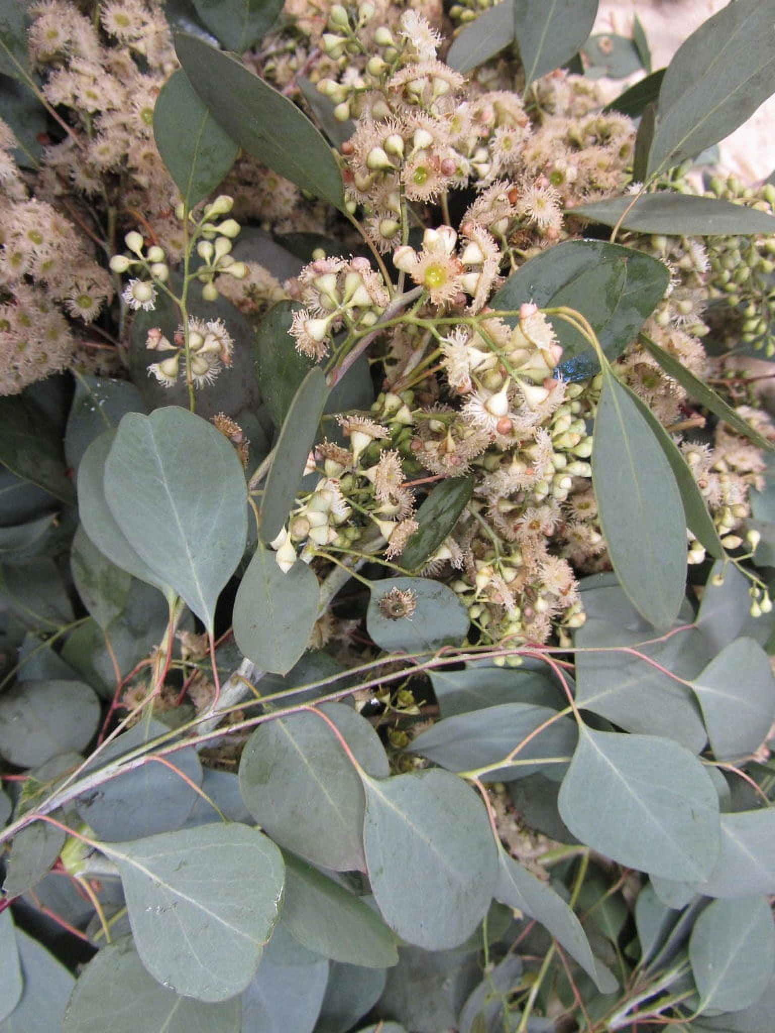 Red Box Eucalyptus - Silver Dollar Gum - Eucalyptus Polyanthemos - 25 ...