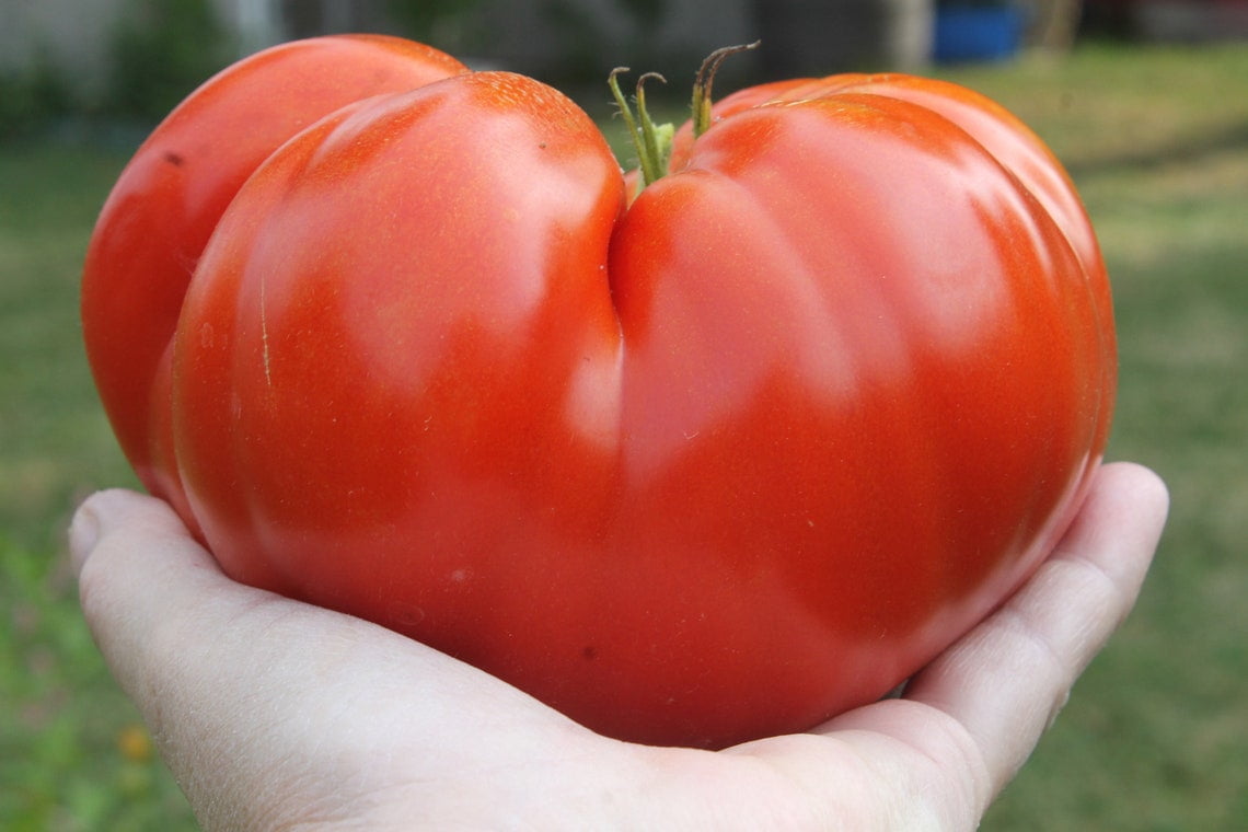 Red Brandywine Beefsteak Heirloom Tomato Premium Seeds Packet - Walmart.com