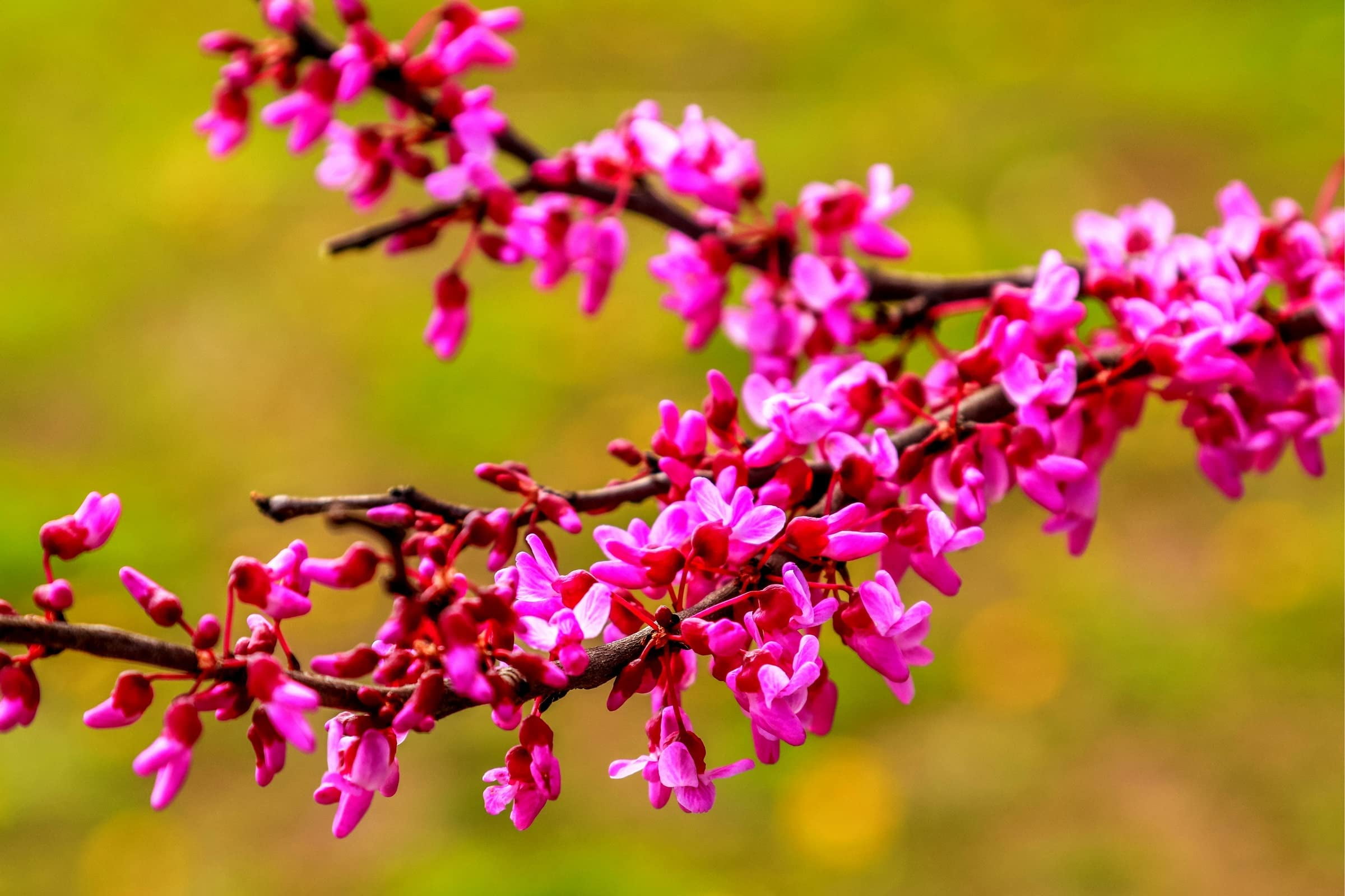CZ Grain 30 Red Bud Tree Plant Seeds, Exotic Flowering Tree - Walmart.com