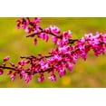CZ Grain 30 Red Bud Tree Plant Seeds, Exotic Flowering Tree - Walmart.com