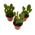 Red Bunny Ears Cactus, 2 inch Set of 3, Opuntia microdasys, Angel's ...