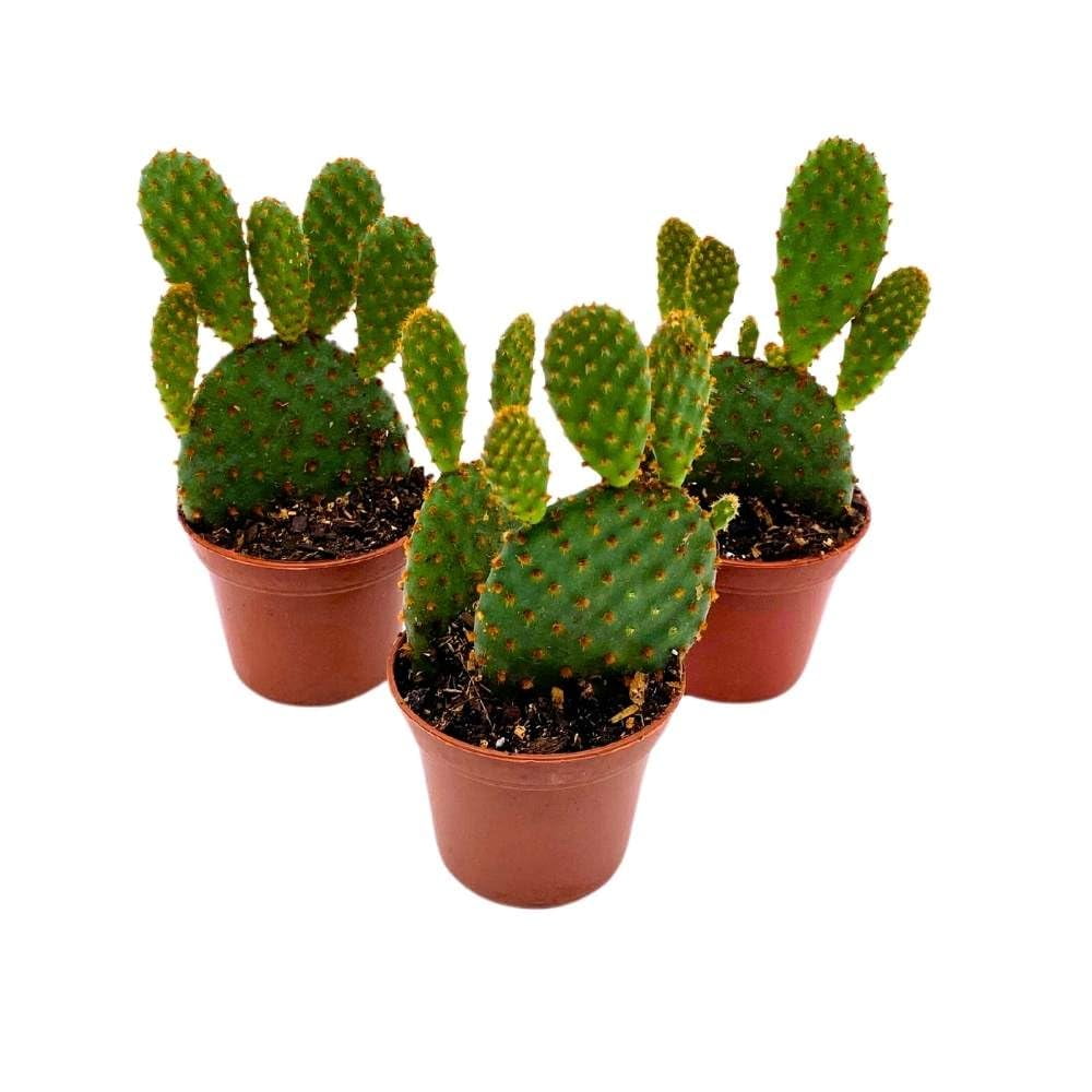 Red Bunny Ears Cactus, 2 inch Set of 3, Opuntia microdasys, Angel's ...