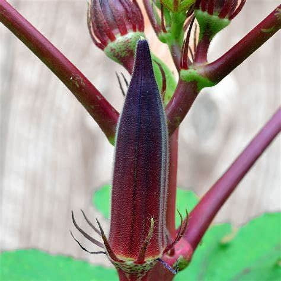 Red Burgundy Okra Seeds - 100 Count MHD1Seed Pack - Non GMO - an Open ...