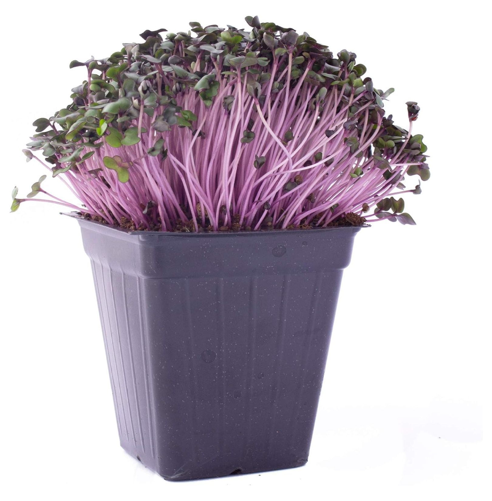 Red Cabbage Microgreens Seeds - 1 Lb ~108,800 Seeds - High Germination ...