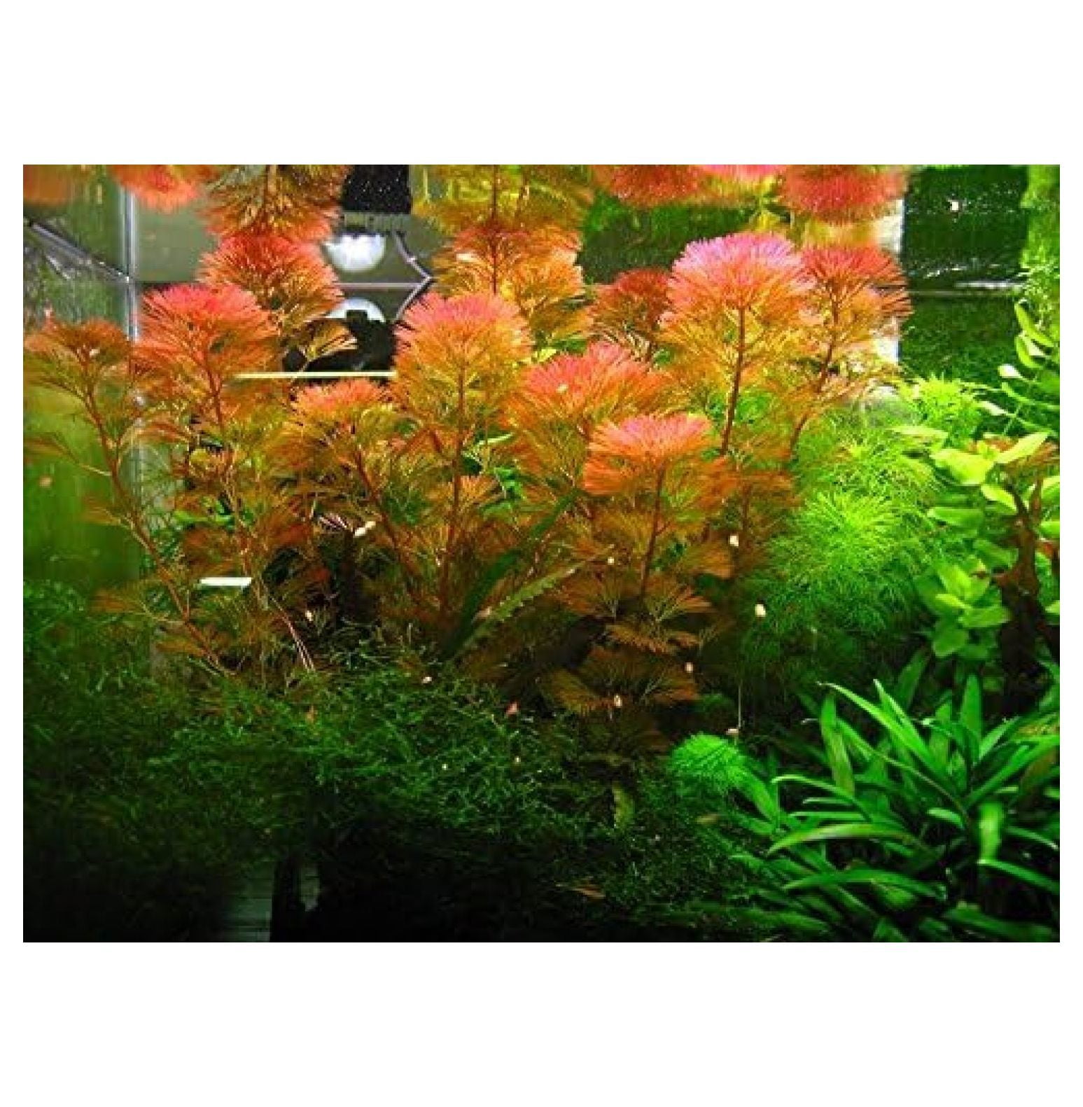 Red Cabomba - Cabomba furcata, Cabomba piauhyensis - 1 Bunch - Live ...