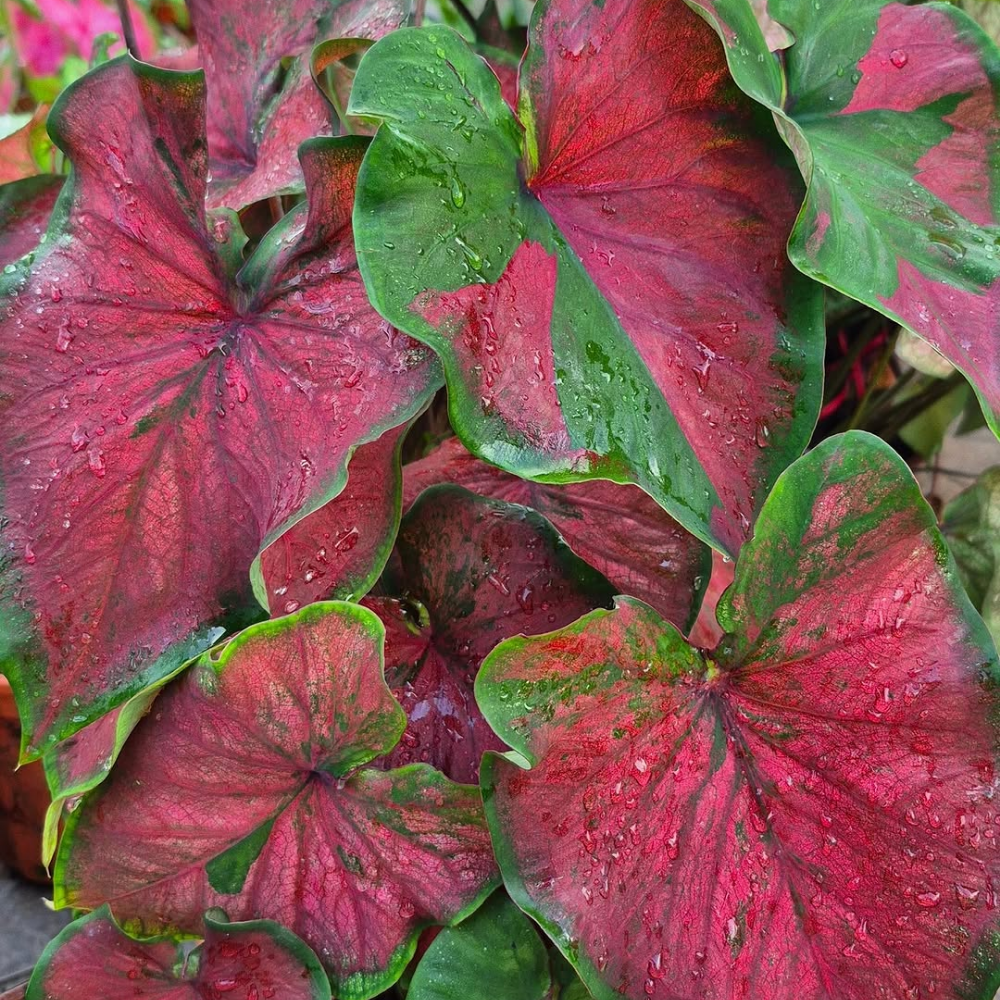 Red Caladium Plant, 3 - 5 Inches Starter Plant, Zones 9 - 11, Caladium ...