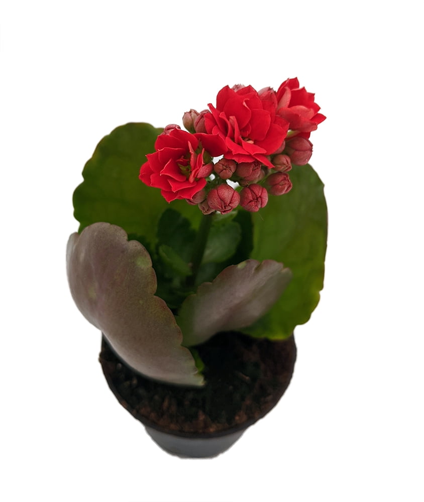 LIVE Indoor Red Calandiva Plant - 2.5" Pot - Kalanchoe - Double Dark ...