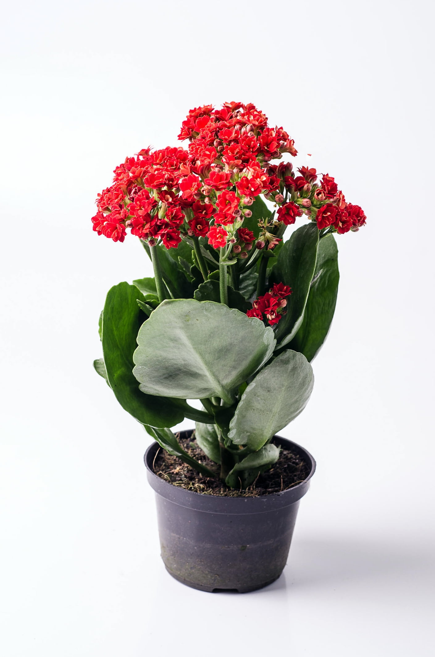 LIVE Indoor Red Calandiva Plant - 2.5" Pot - Kalanchoe - Double Dark ...