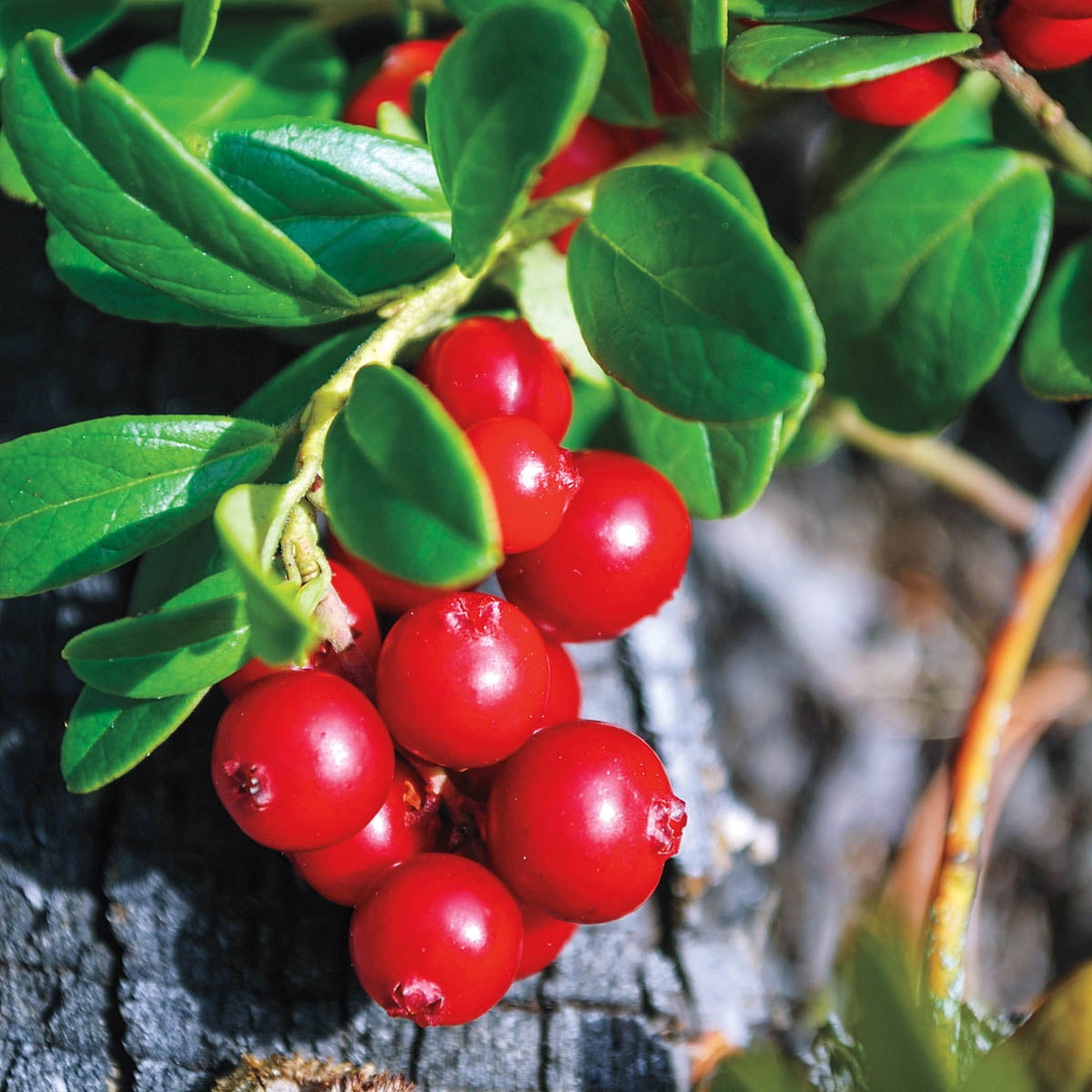 Red Candy Lingonberry Bush, Cold-Hardy Fruit Bearing Plant, 1 Gallon ...
