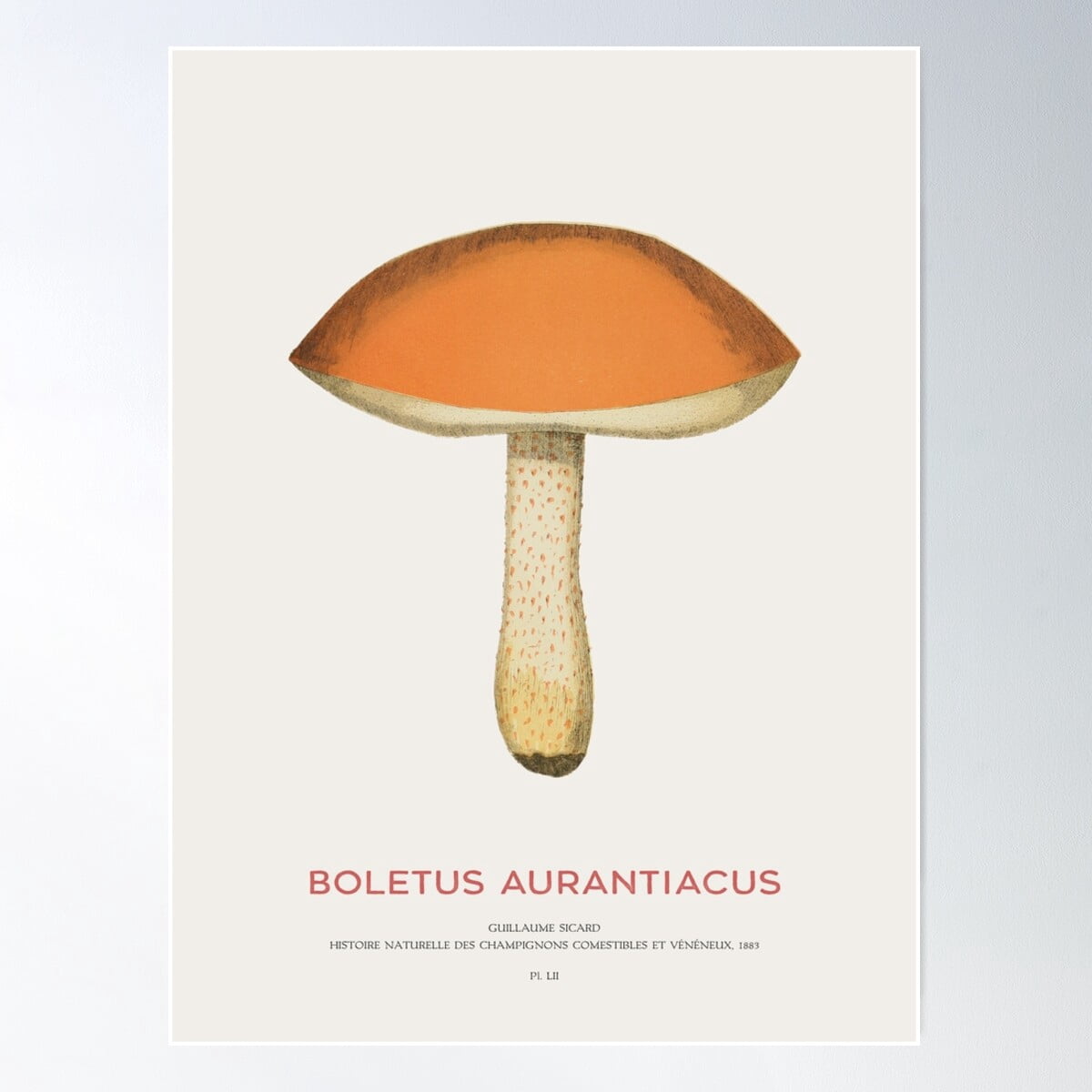 Red-Capped Scaber Stalk Or Boletus Aurantiacus Poster Wall Art, Modern ...