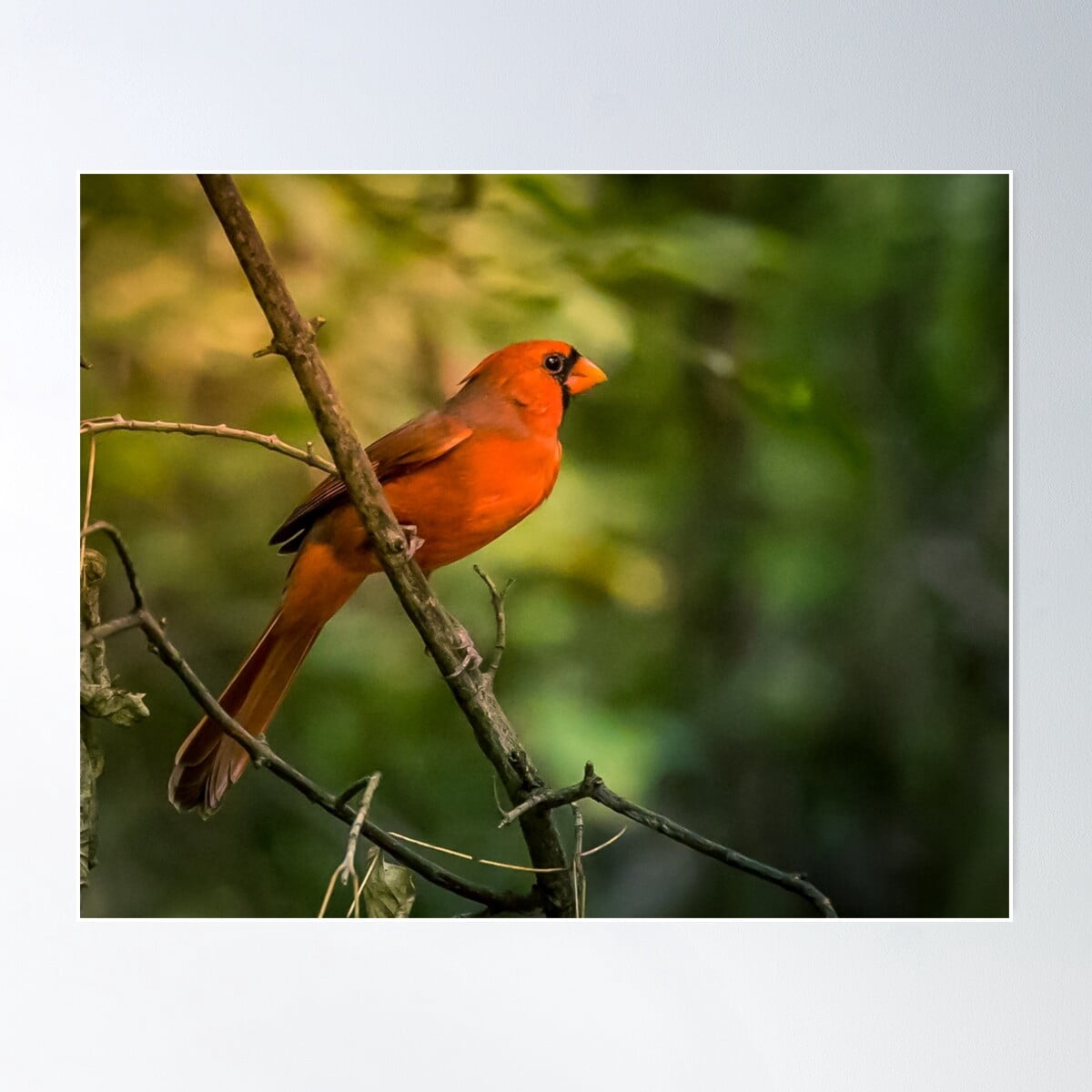 Red Cardinal Poster Wall Art, Modern Wall Decor For Living Room Bedroom ...