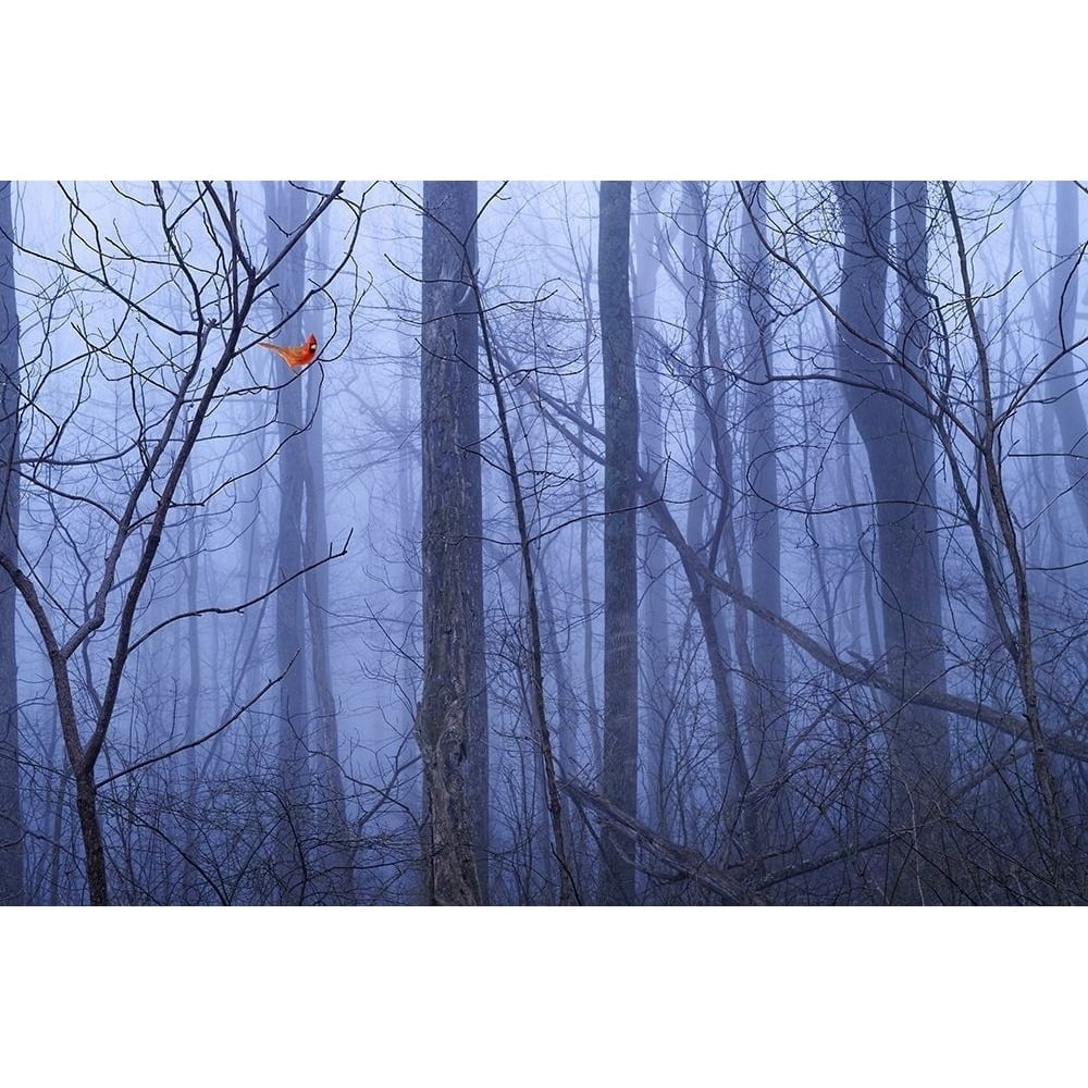 Red Cardinal in a Blue Forest Poster Print by Dale ODell - Walmart.com