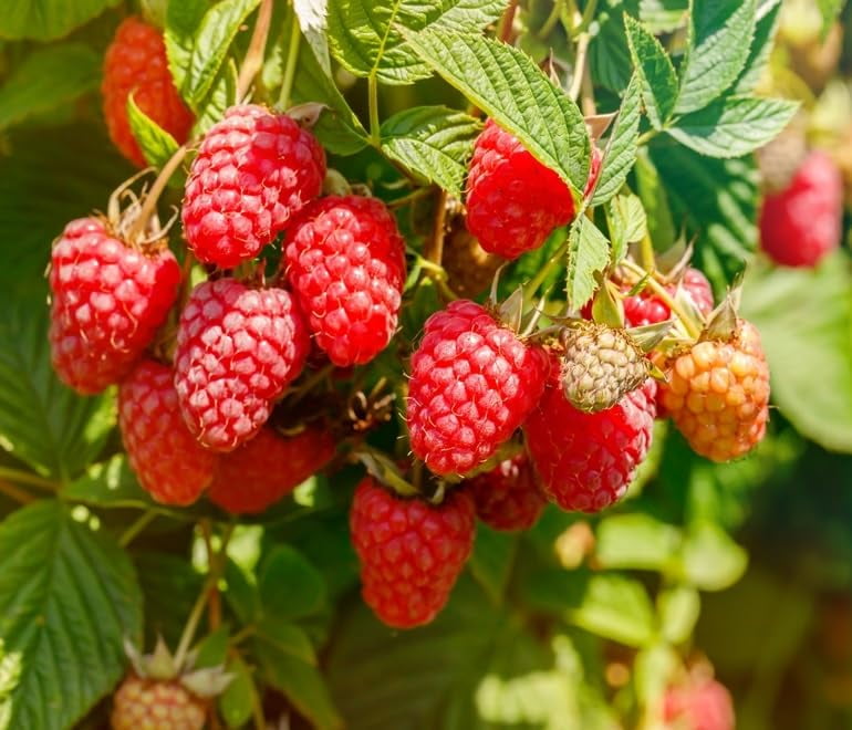 Red Caroline Raspberry Plants to Grow - Easy to Grow Rooted Plants ...