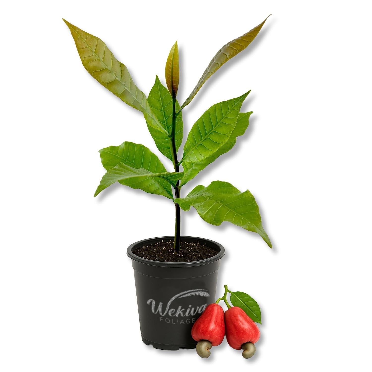 Red Cashew Tree - 3 Live Plants in 4 Inch Growers Pots - Anacardium ...