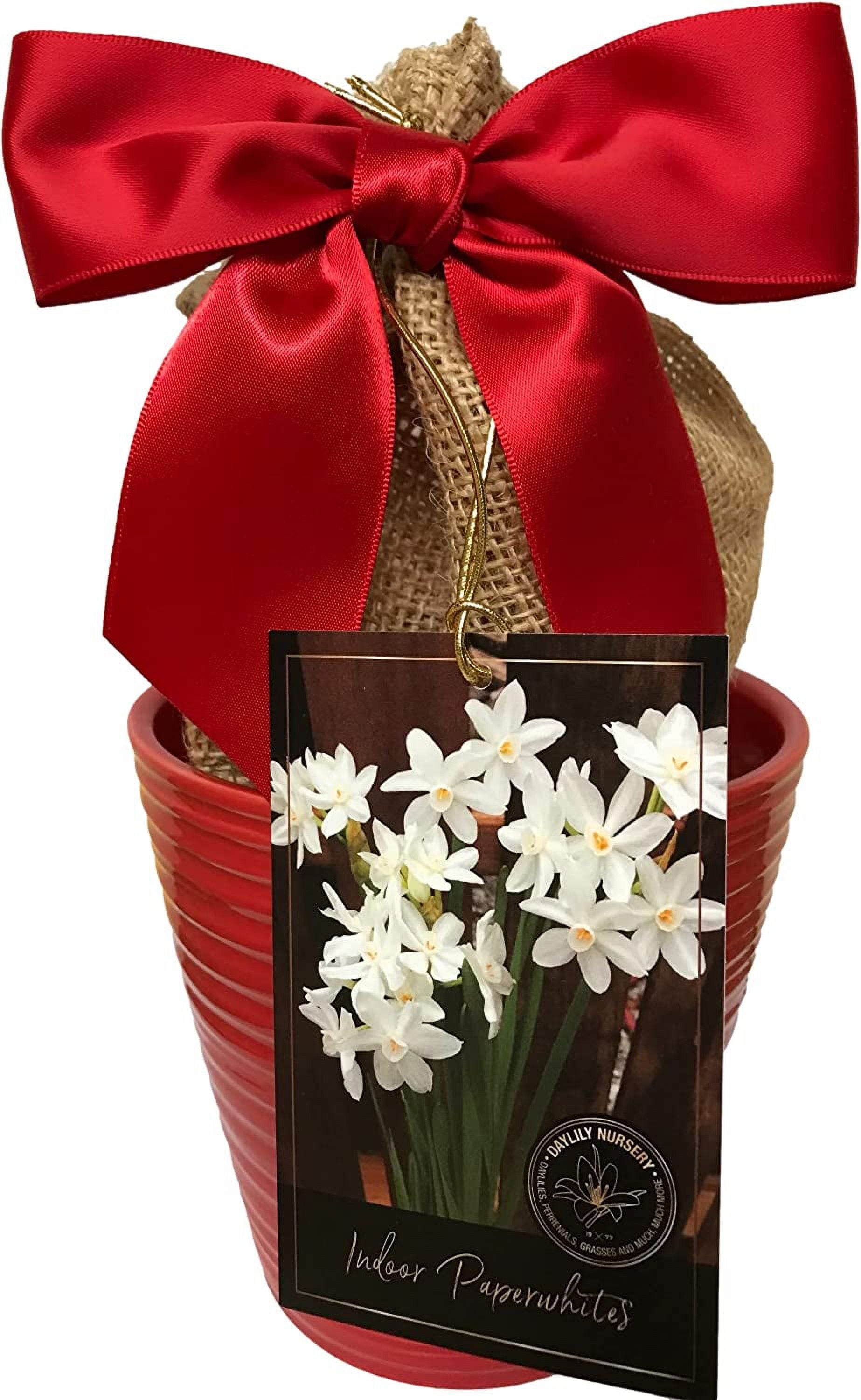 Red Ceramic Paperwhite Growing Kit, Deluxe Edition. Includes a Rustic ...