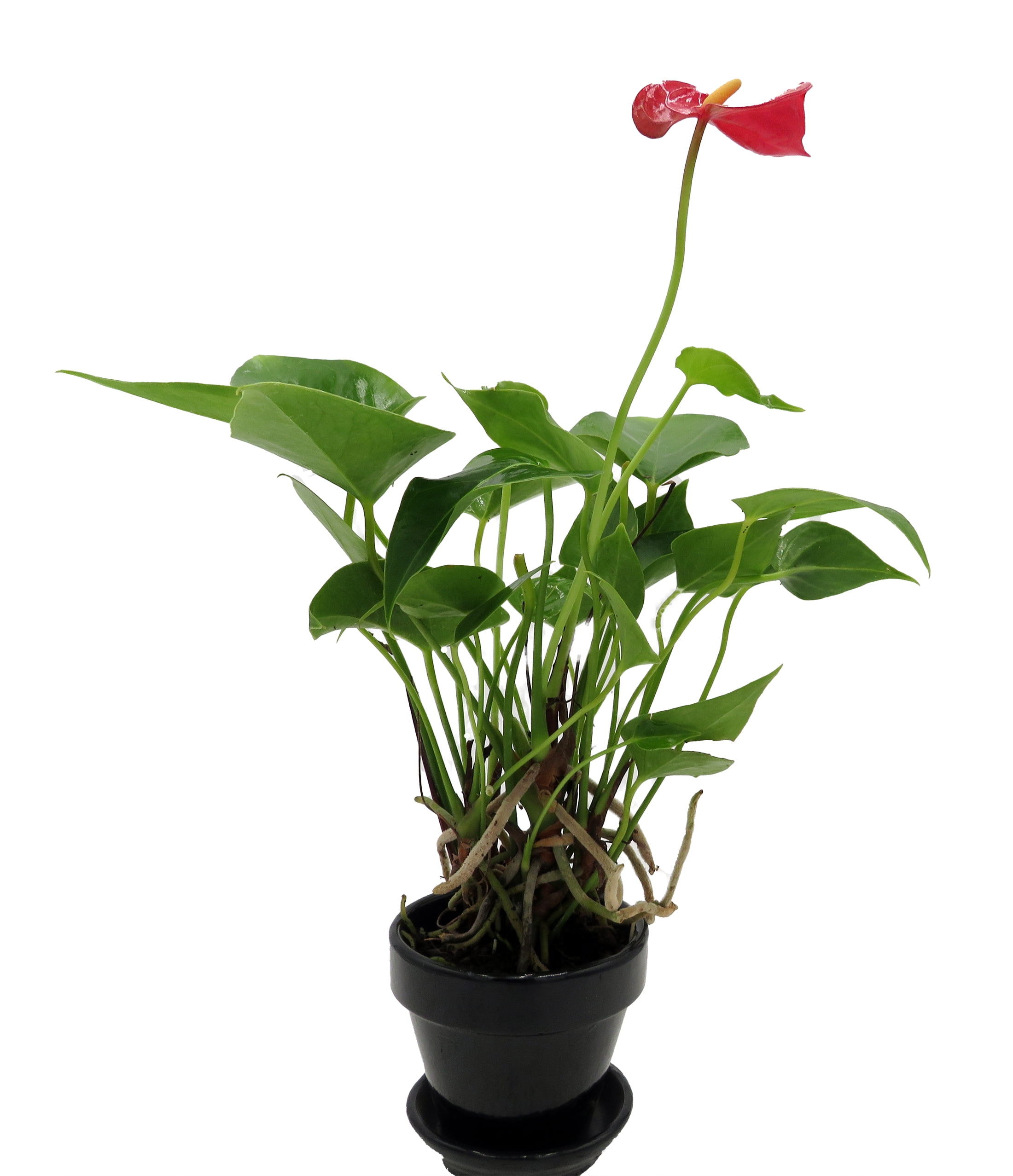 Red Champion Miniature Blooming Anthurium - 2.5" Ceramic Pot - Easy ...