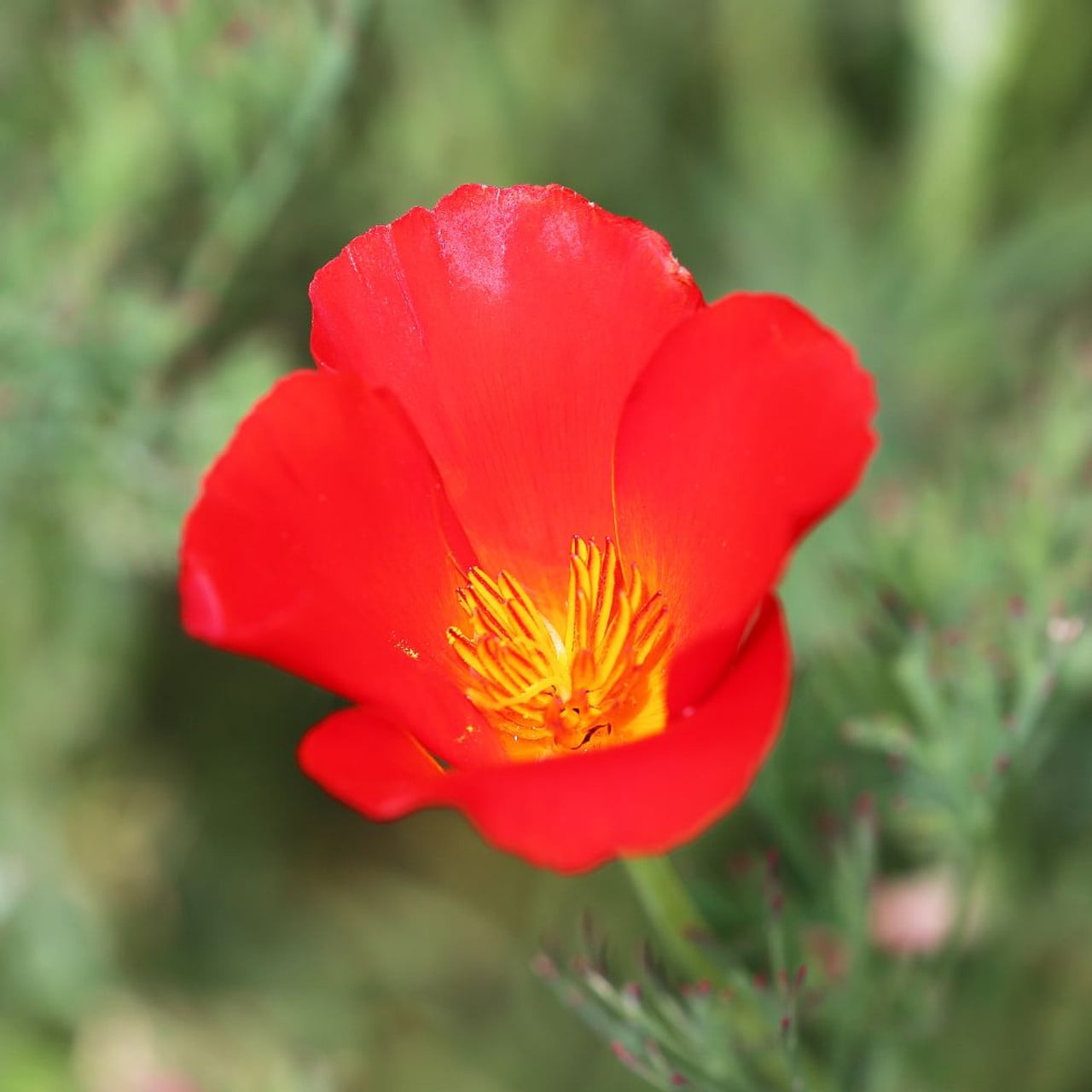 Red Chief Poppy, 500+ Seeds, Worlds Most Popular Flower, Stunning Red ...