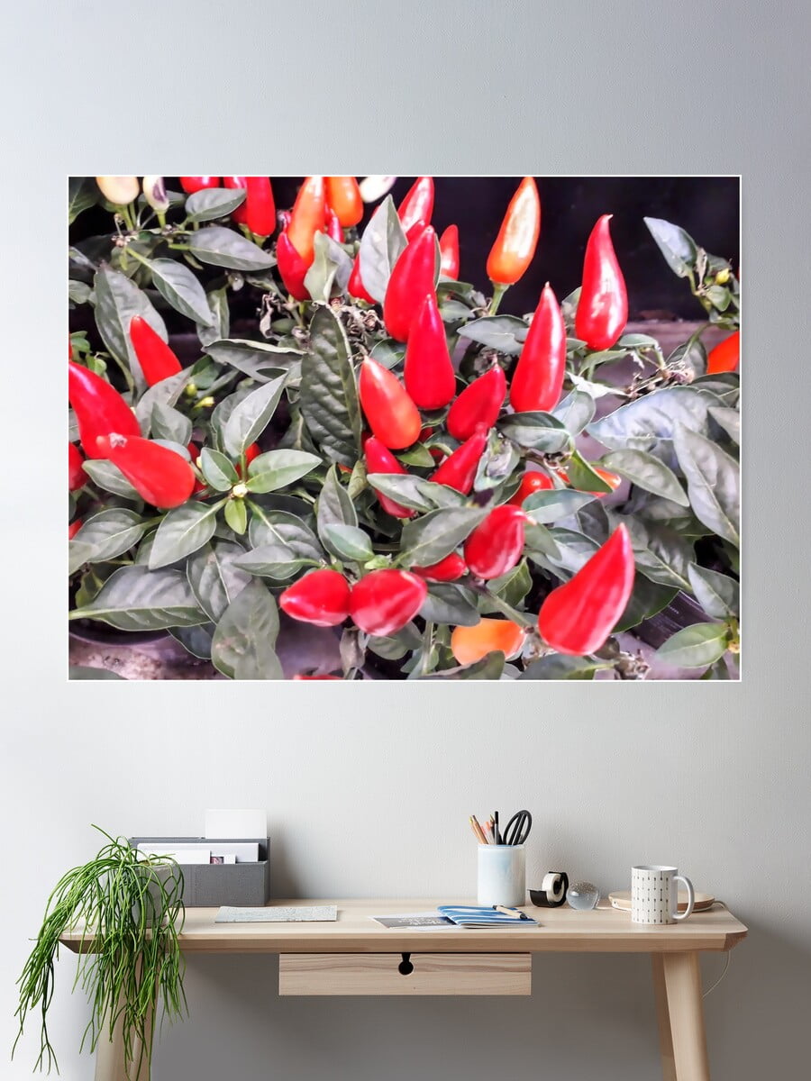 Red Chili Pepper Plants Kitchen Garden Poster Wall Art, Modern Wall ...
