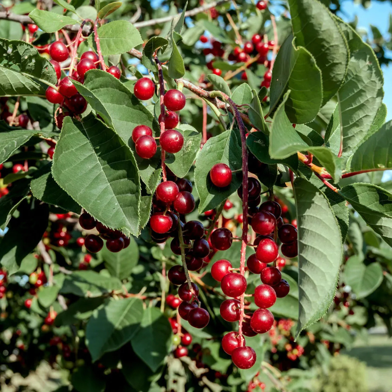 Red Chokecherry Tree Live Plant, Chokecherry Plant Live 2'' Tall in Pot ...
