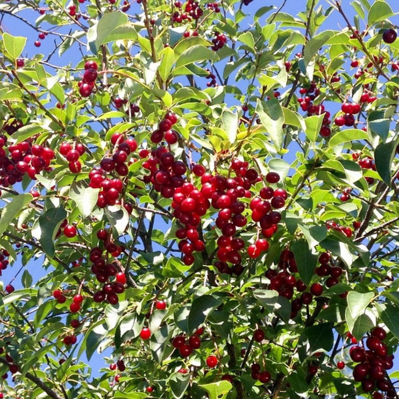 Red Chokecherry Tree Plant Live, Chokecherry Live from 2 Inches Tall in ...