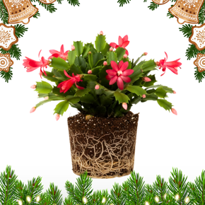 Christmas Cactus in Fresh Christmas Greenery - Walmart.com