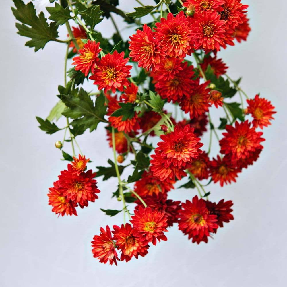 Red Chrysanthemum Plants Live Tree Well Rooted, 4 To 6 Inches Tall ...