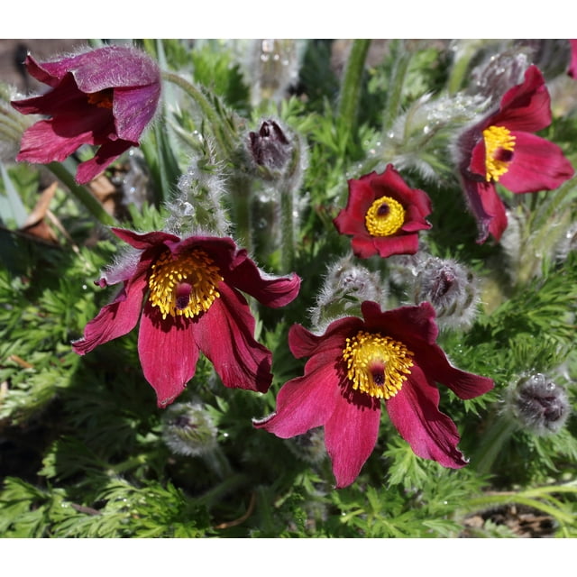 Red Clock Red Bells Pasque Flower Pulsatilla Hardy Quart Pot