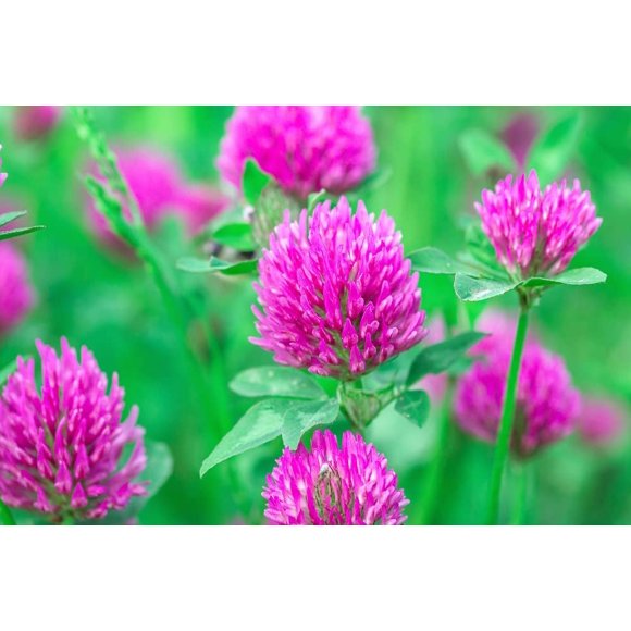 Clover Lawn Seed