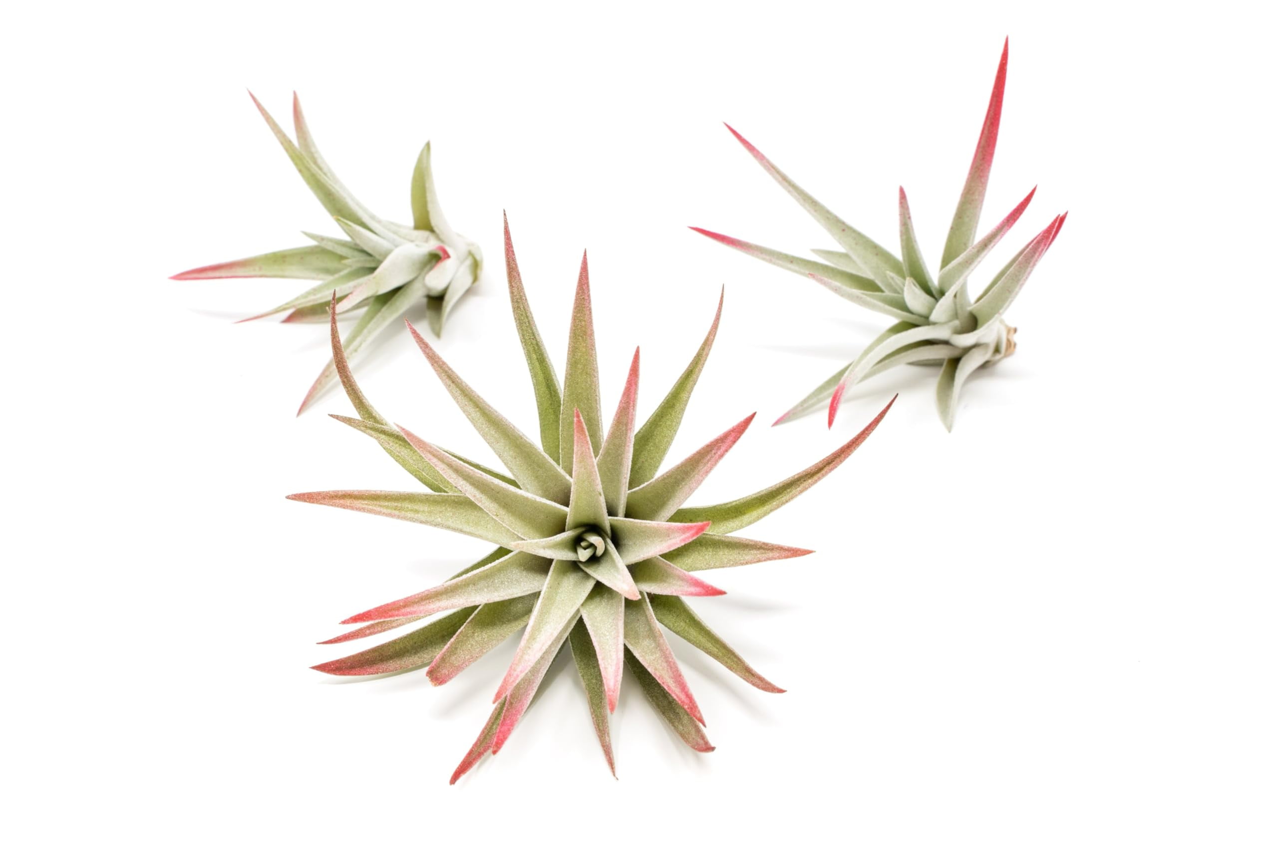 Red Colorful Tillandsia Air Plants - Long Lasting Color Enhanced Live ...