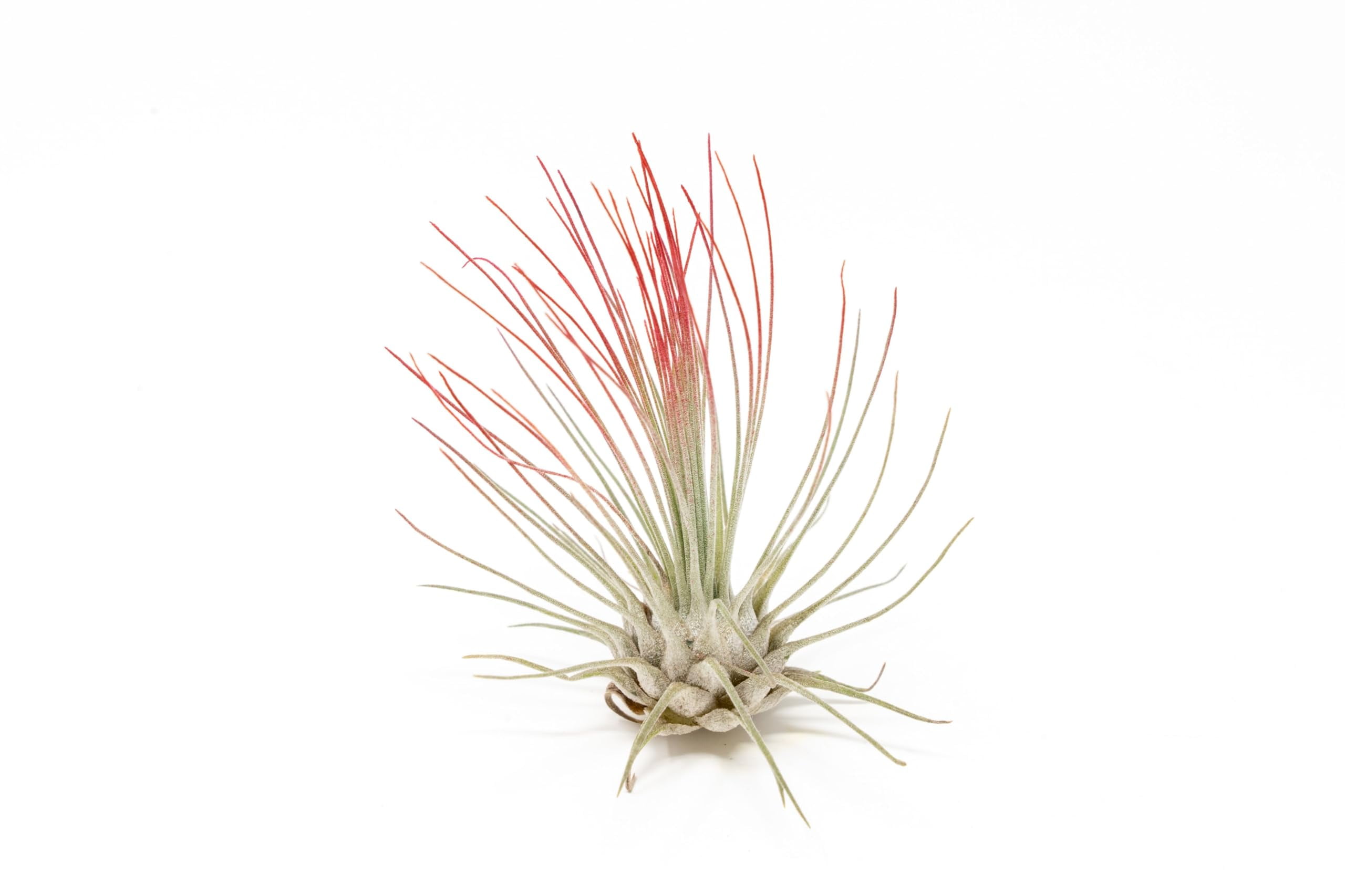 Red Colorful Tillandsia Air Plants - Long Lasting Color Enhanced Live ...