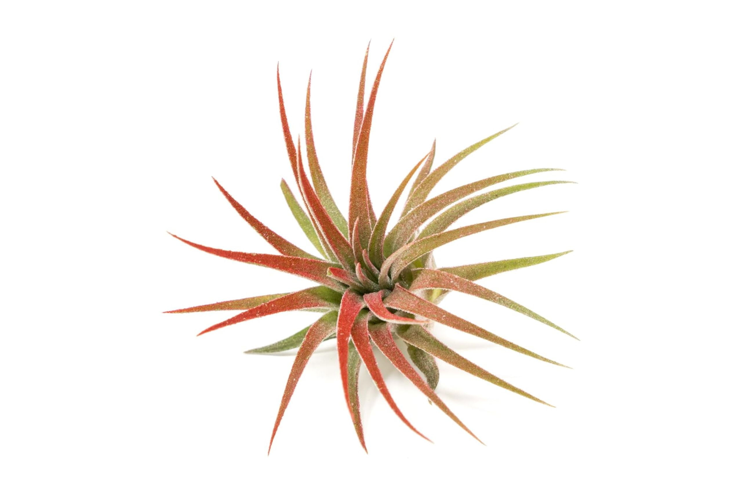 Red Colorful Tillandsia Air Plants - Long Lasting Color Enhanced Live ...