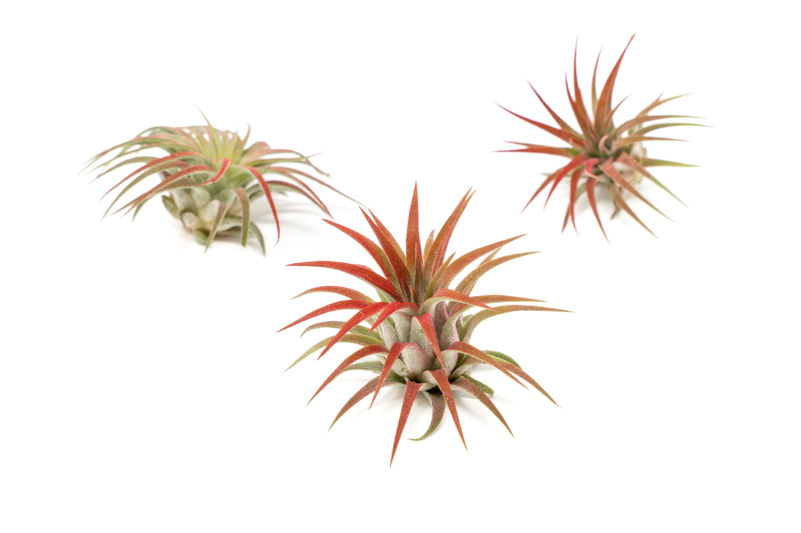 Red Colorful Tillandsia Air Plants - Long Lasting Color Enhanced Live ...