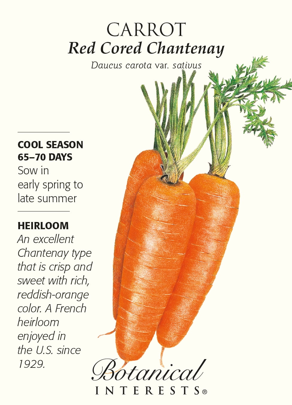 Red Cored Chantenay Carrot Seeds - 1 gram - Walmart.com