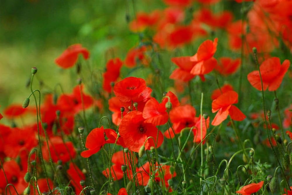 Red Corn Poppy Flower Seeds (Papaver Rhoeas), H2FSDPack of 100,000 ...