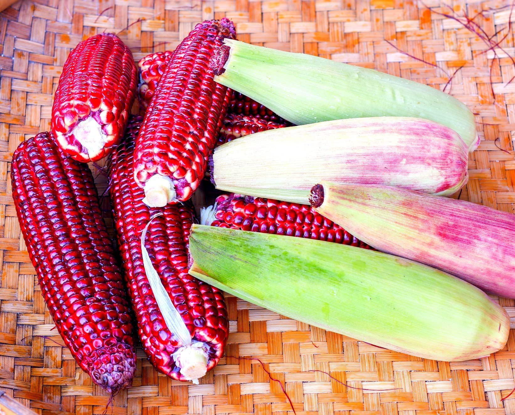 Red Corn Seeds for Planting - Bloody Butcher Indian Corn - Grown in ...