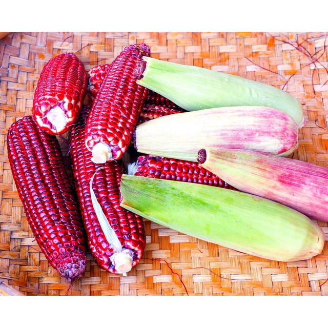 Red Corn Seeds for Planting - Bloody Butcher Indian Corn - Grown in ...