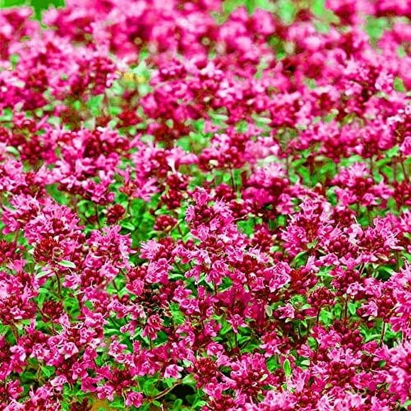 Red Creeping Thyme