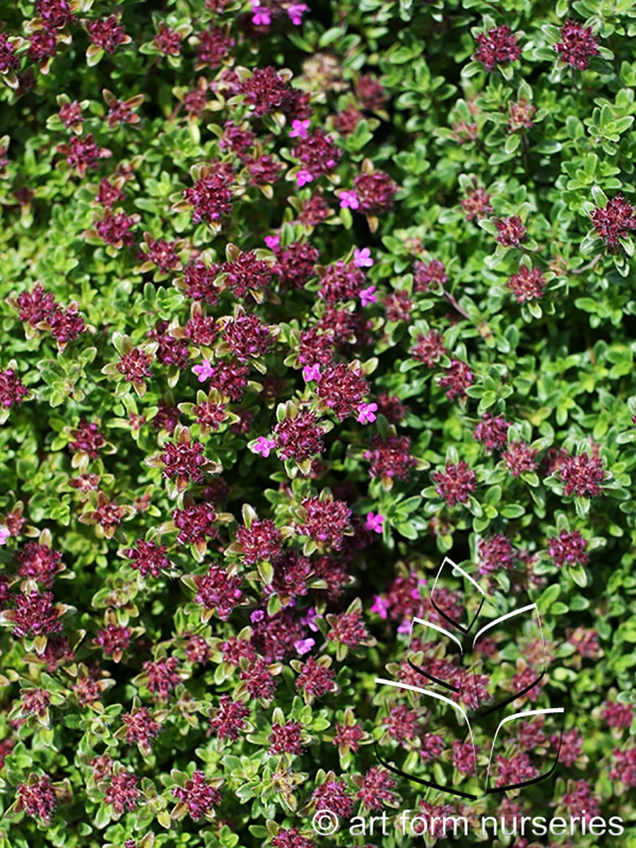 Walmart Red Creeping Thyme Plant - Dense Mat Groundcover, Fragrant ...
