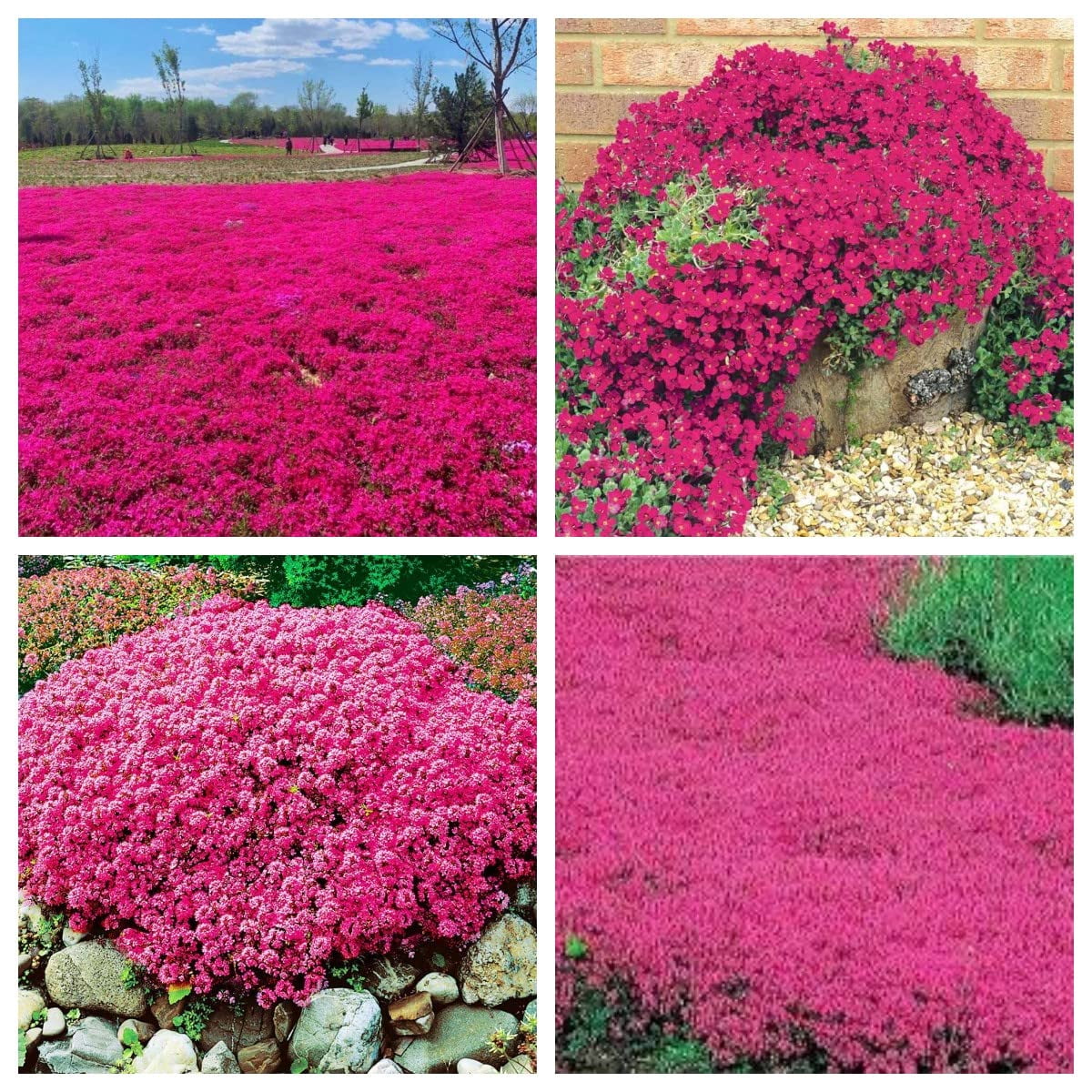 Red Creeping Thyme Seeds for Planting MVR1 20000+ Non-GMO Perennial ...