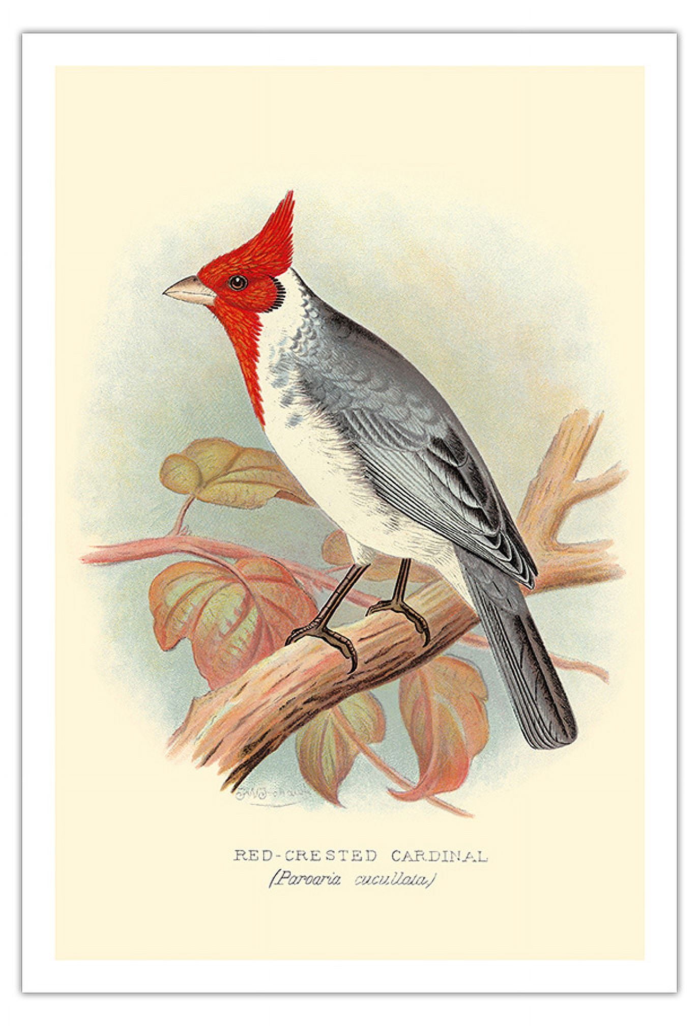 Red Crested Cardinal (Paroaria coronata) - Vintage Bird Illustration by ...