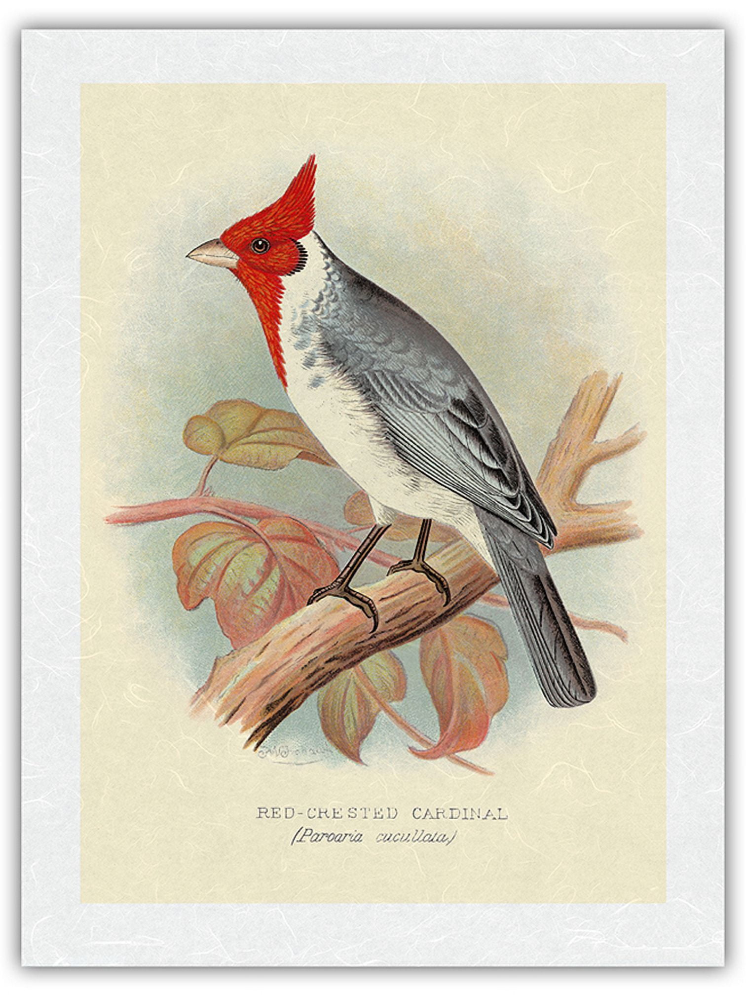 Red Crested Cardinal (Paroaria coronata) - Vintage Bird Illustration by ...
