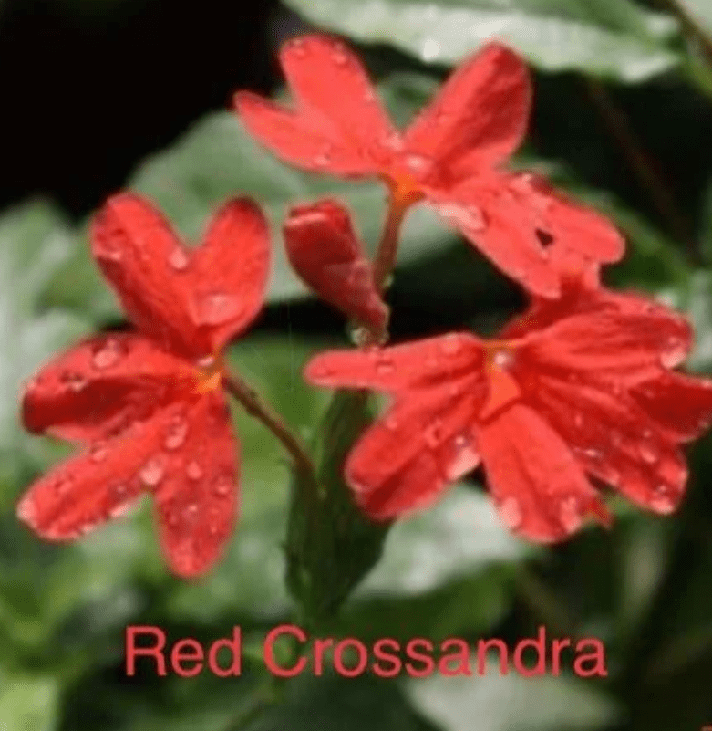 Red Crossandra live plant, small pot, 1 count - Walmart.com