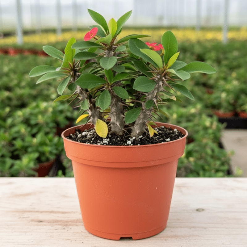 Red Crown of Thorns Live Plant, Crown of Thorns Plant, Red Flower, 2 ...