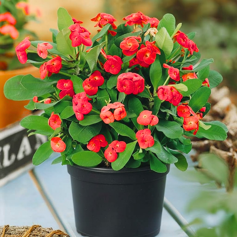 Red Crown of Thorns Plant in 4'' Pot, Vibrant Red Blooms, Live Cactus ...
